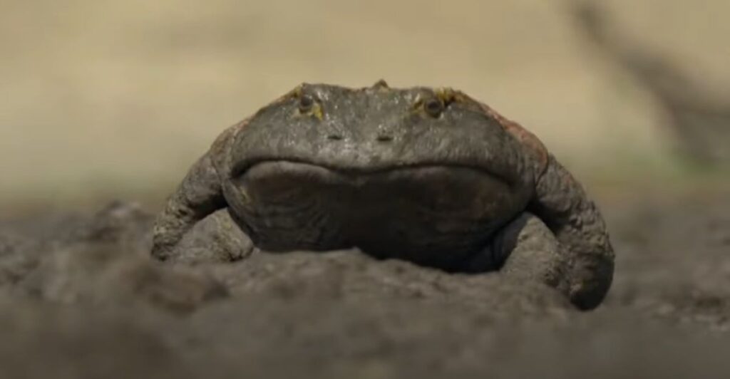 12 Facts About the Devil Frog | animalplanethq.com