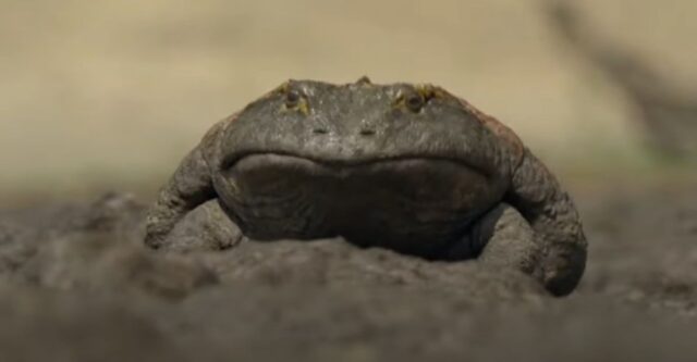 12 Facts About the Devil Frog | animalplanethq.com