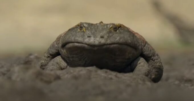 12 Facts About the Devil Frog | animalplanethq.com