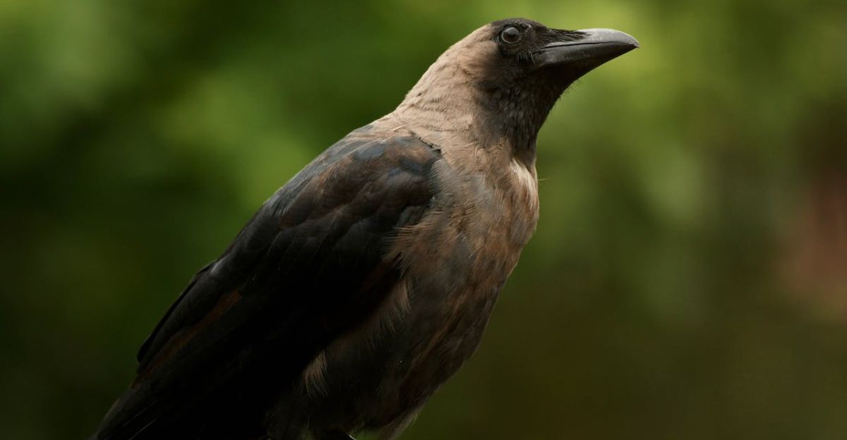 12 Fascinating Ways Crows Interact with Humans | animalplanethq.com