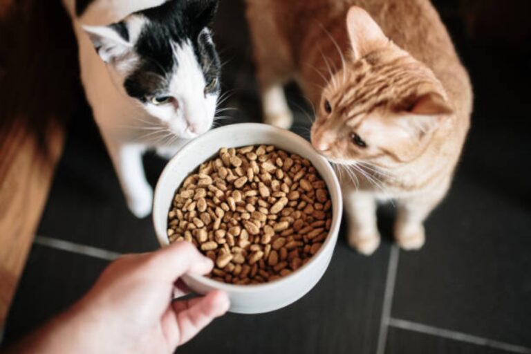 10 Signs Your Cat Actually Dislikes You And What To Do About It ...