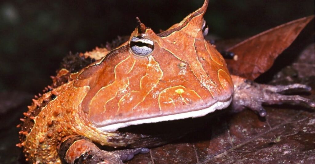 12 Facts About the Devil Frog | animalplanethq.com