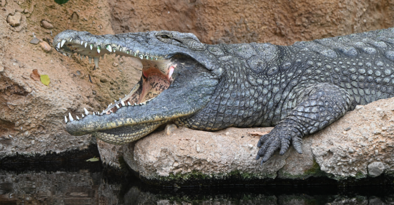 Top 10 Most Dangerous Reptiles in the World and Where to Find Them ...