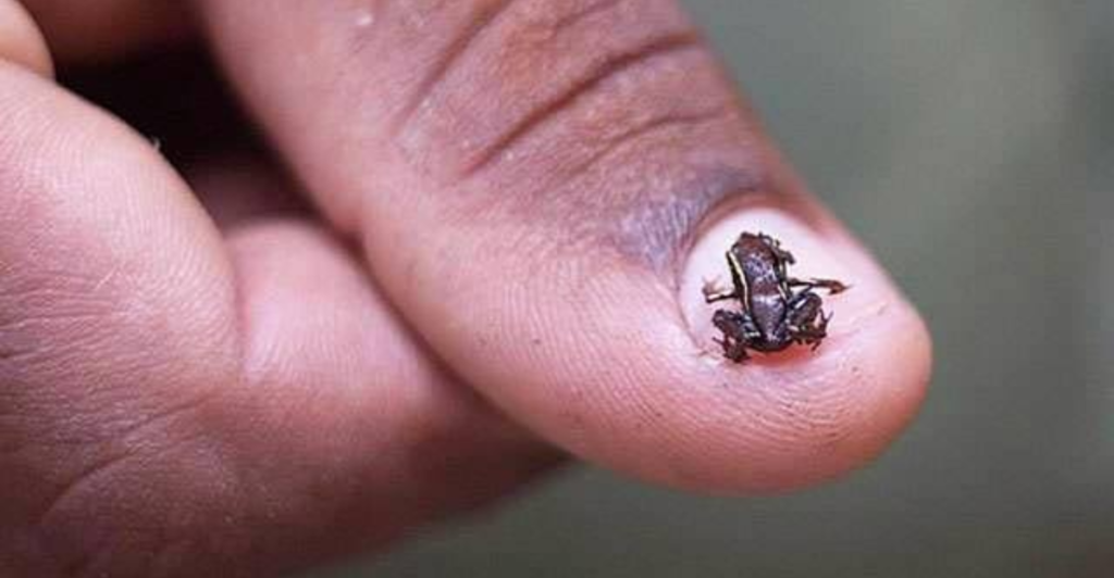 The 12 Tiniest Creatures Found on Earth | animalplanethq.com