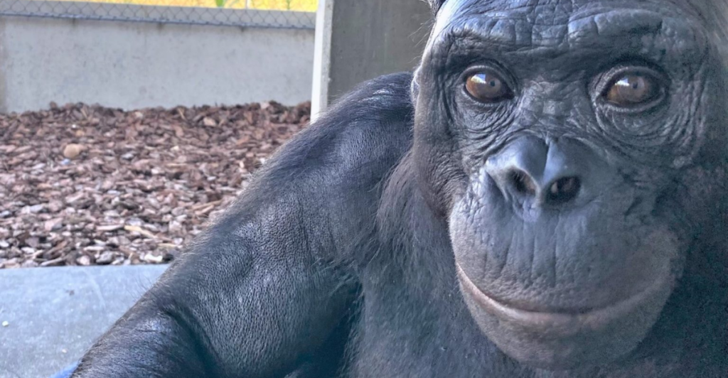 Decades of Teaching Apes Sign Language – Yet They’ve Never Asked Humans ...