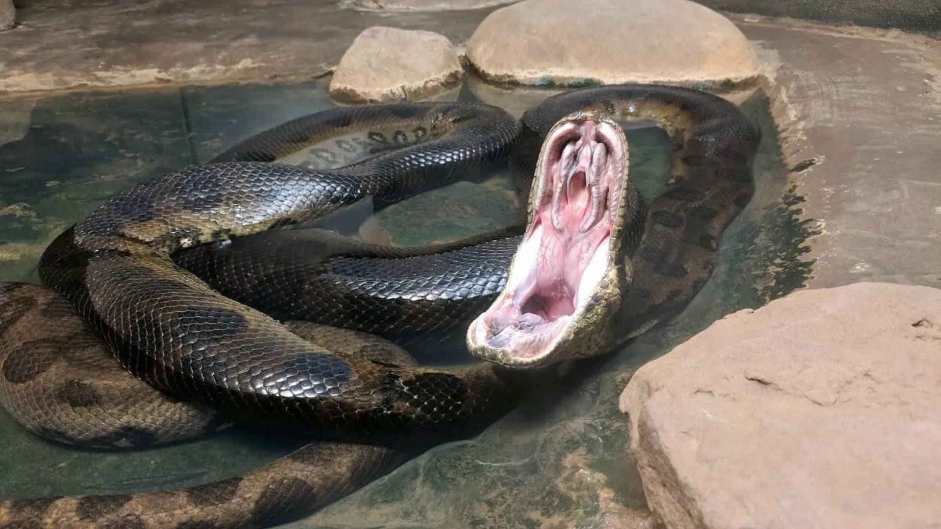 Top 20 Greatest Animal Predators in the World | animalplanethq.com