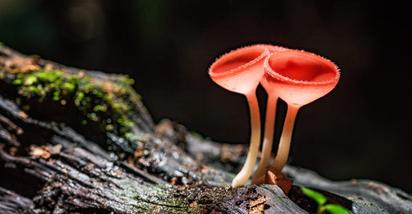 The 12 Tiniest Creatures Found on Earth | animalplanethq.com