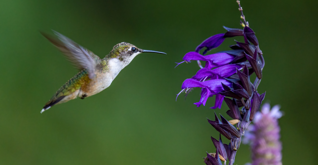 The 12 Tiniest Creatures Found on Earth | animalplanethq.com