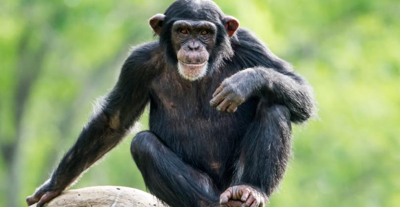 9 Animals That Share the Most DNA With Humans | animalplanethq.com