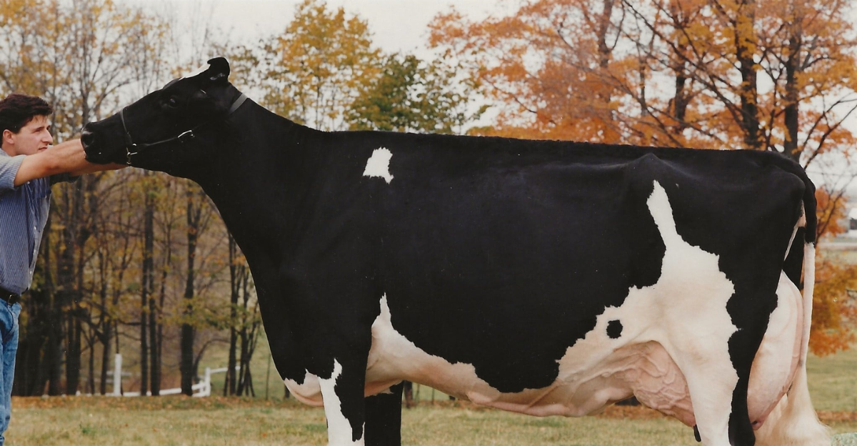 10 Most Expensive Cows Ever Sold – The Cattle Industry’s Elite ...