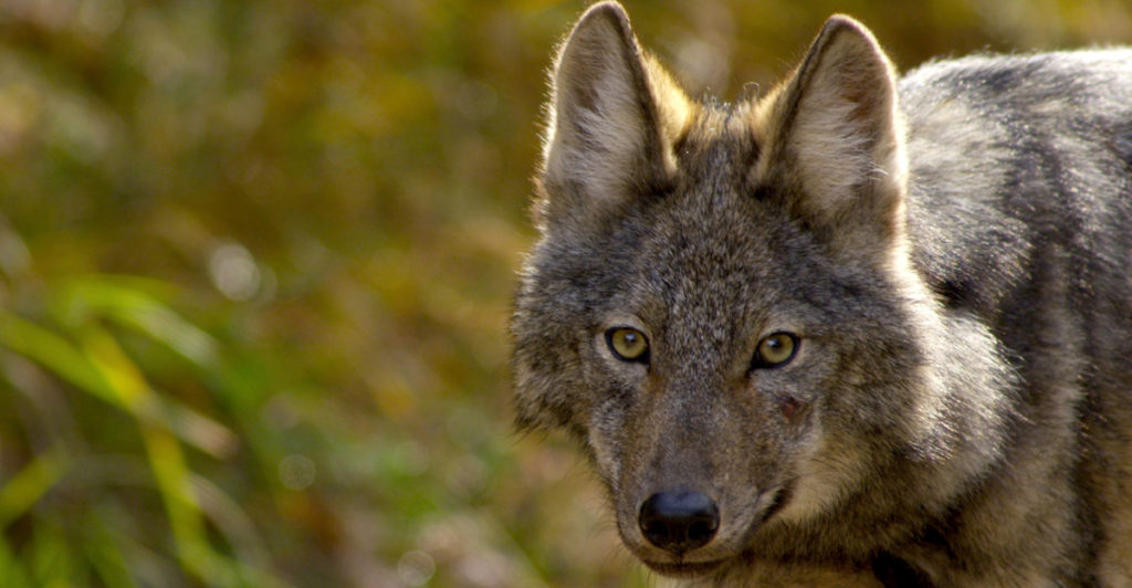 7 Iconic Wolf Species Found in North America | animalplanethq.com