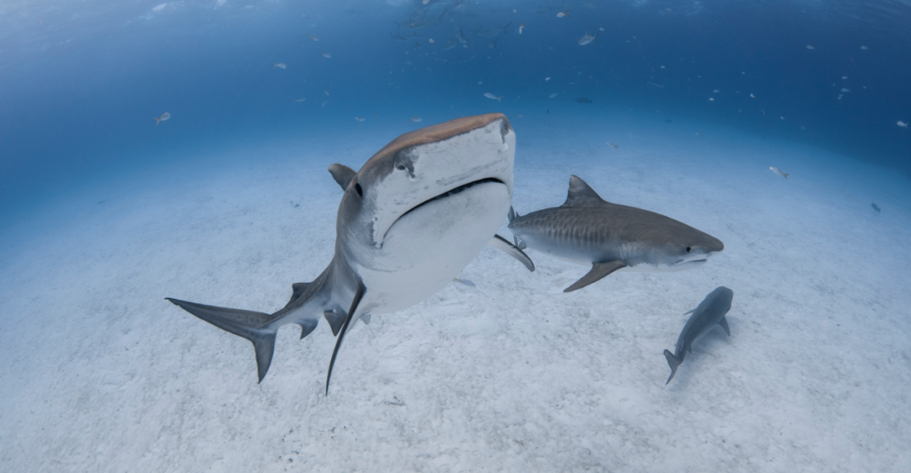 The 12 Most Aggressive Sharks and Where to Find Them | animalplanethq.com