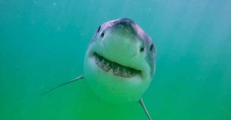 The 12 Most Aggressive Sharks and Where to Find Them | animalplanethq.com