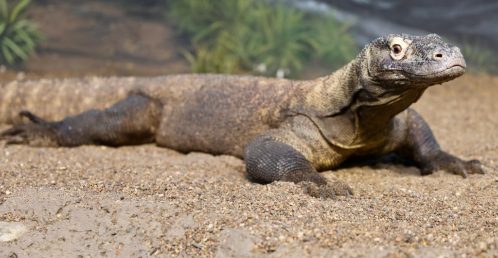 Top 20 Greatest Animal Predators in the World | animalplanethq.com
