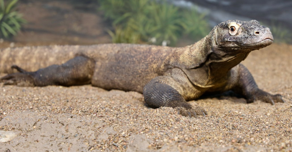 Top 20 Greatest Animal Predators in the World | animalplanethq.com