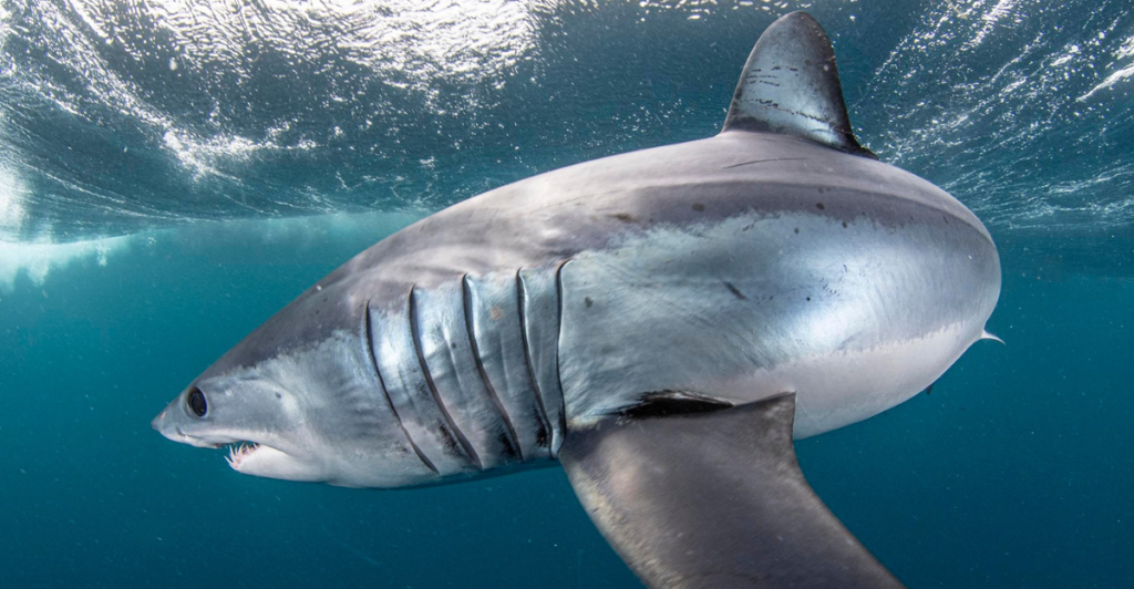 The 12 Most Aggressive Sharks and Where to Find Them | animalplanethq.com