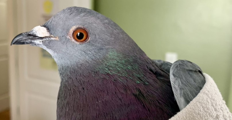 The 13 Fastest Flying Animals in the World Ranked | animalplanethq.com
