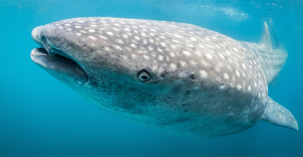 10 Distinct and Rare Animals That Stand Out in a Crowd | animalplanethq.com