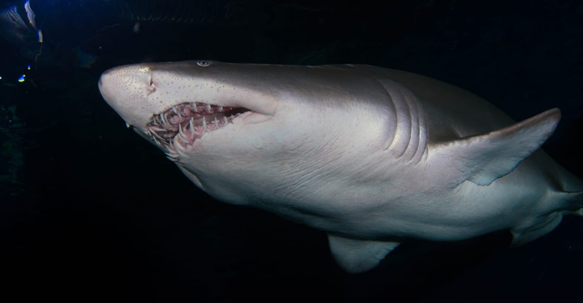 The 12 Most Aggressive Sharks and Where to Find Them | animalplanethq.com