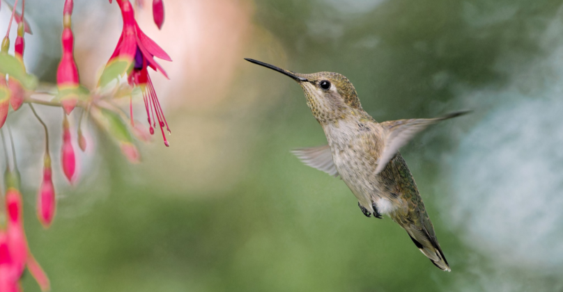 The 13 Fastest Flying Animals in the World Ranked | animalplanethq.com