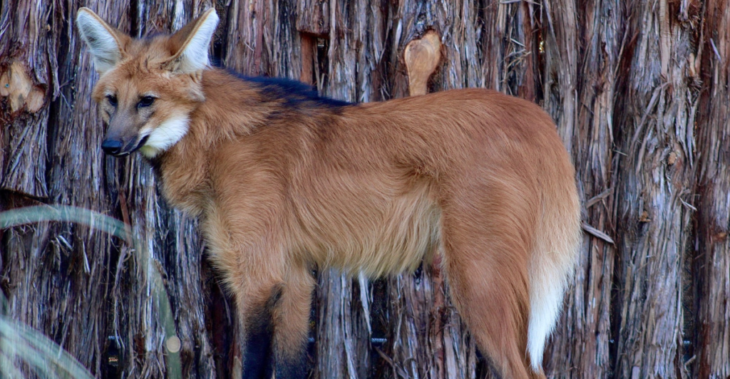 10 Distinct and Rare Animals That Stand Out in a Crowd | animalplanethq.com