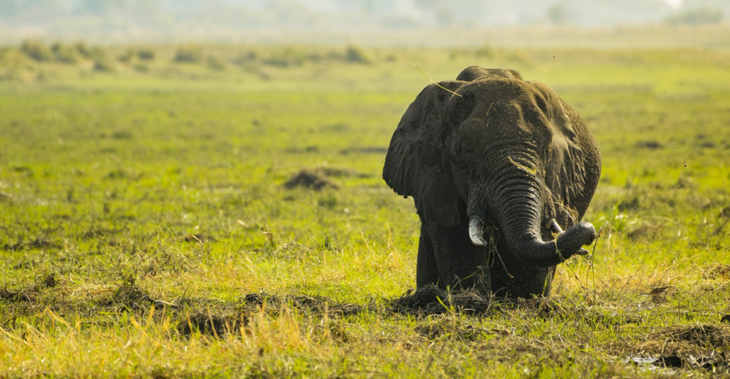 11 Strongest Animals On Earth and Where to Find Them | animalplanethq.com