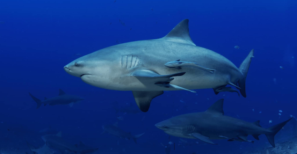 The 12 Most Aggressive Sharks and Where to Find Them | animalplanethq.com