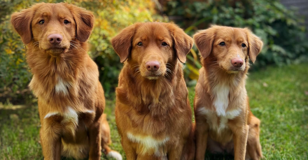 10 Dog Breeds That Are Just Like Golden Retrievers | animalplanethq.com
