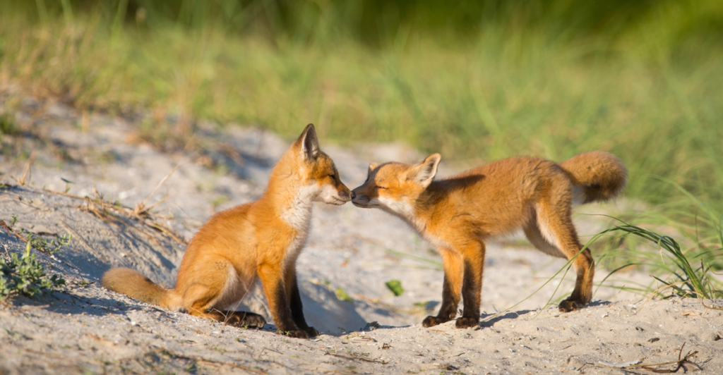 These States Are Home to America’s Largest Fox Populations ...