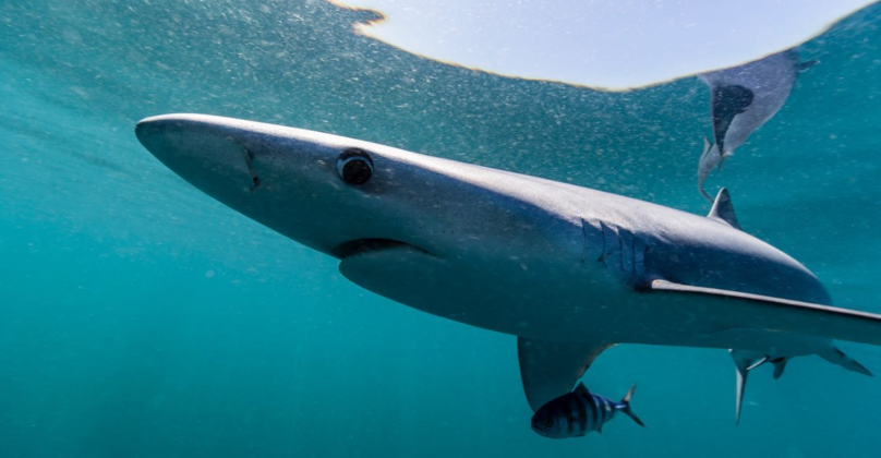 The 12 Most Aggressive Sharks and Where to Find Them | animalplanethq.com