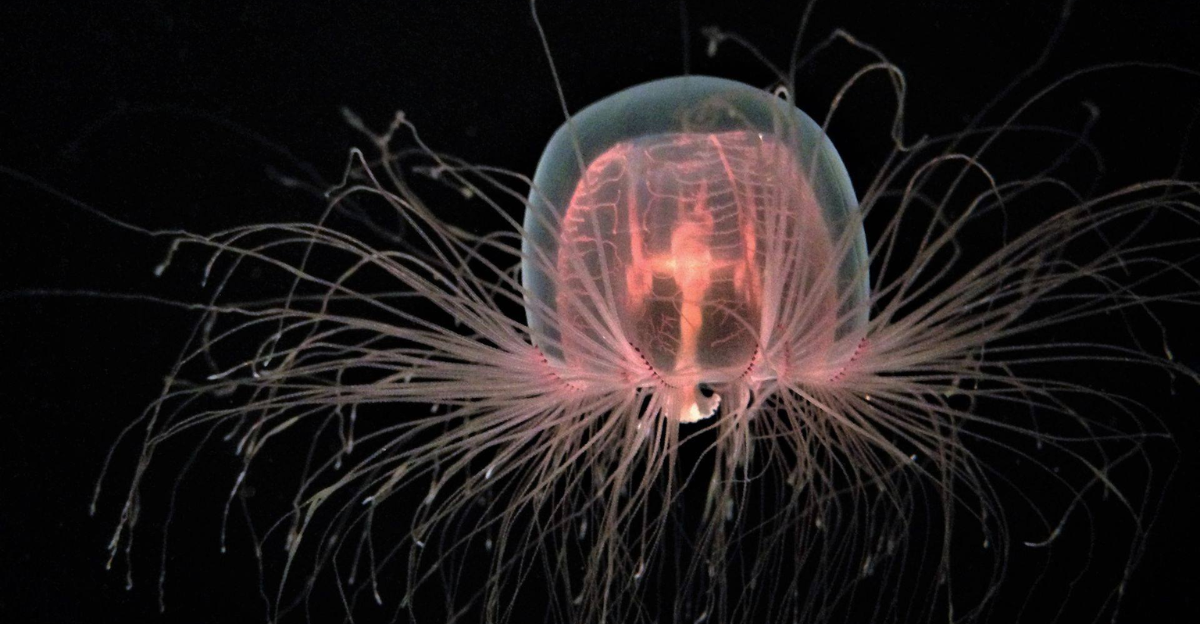 10 Distinct and Rare Animals That Stand Out in a Crowd | animalplanethq.com