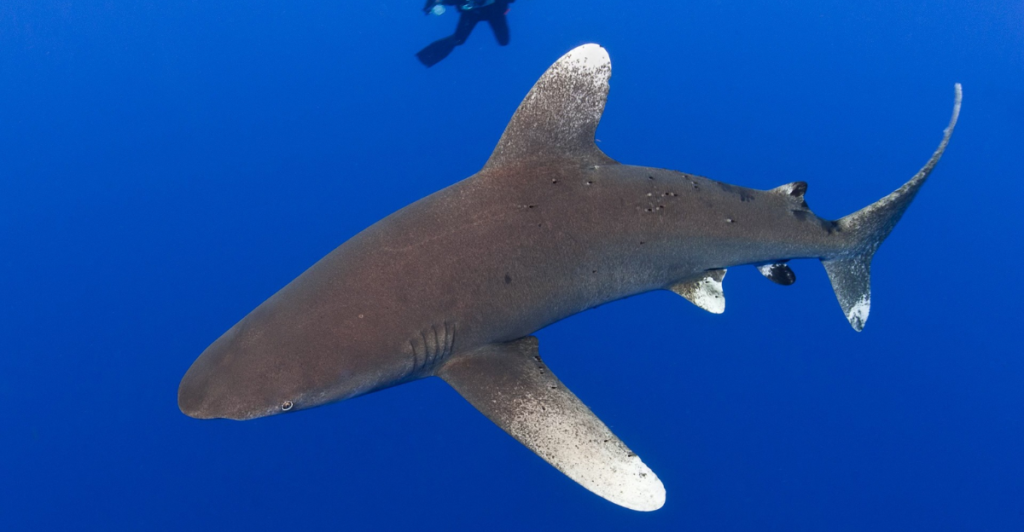 The 12 Most Aggressive Sharks and Where to Find Them | animalplanethq.com