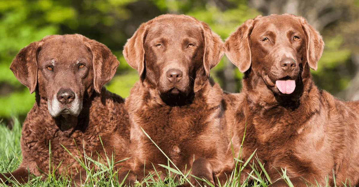 10 Dog Breeds That Are Just Like Golden Retrievers | animalplanethq.com