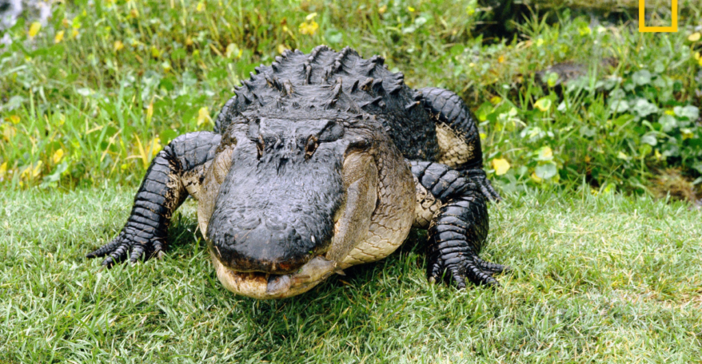 12 Animals That Would Thrive In Nuclear Fallout | animalplanethq.com