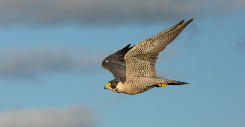 The 13 Fastest Flying Animals in the World Ranked | animalplanethq.com