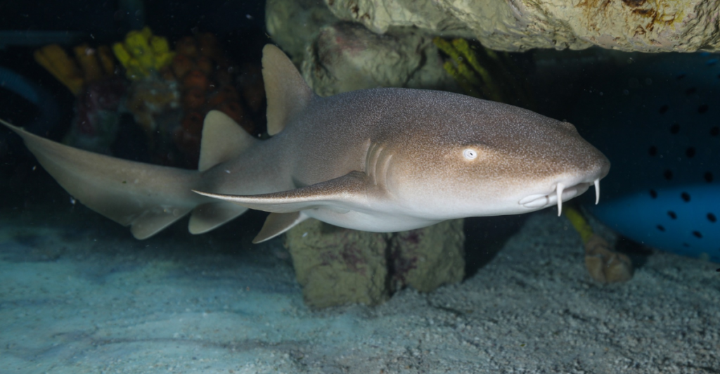 The 12 Most Aggressive Sharks and Where to Find Them | animalplanethq.com