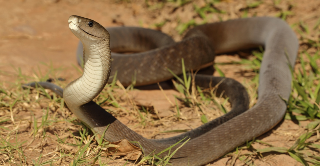 Top 20 Greatest Animal Predators in the World | animalplanethq.com