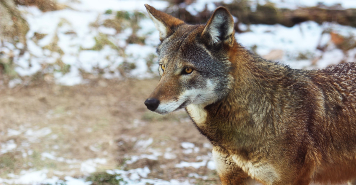 7 Iconic Wolf Species Found in North America | animalplanethq.com