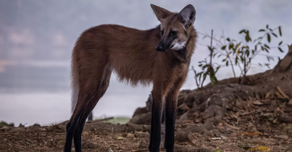 10 Distinct and Rare Animals That Stand Out in a Crowd | animalplanethq.com
