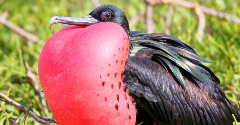 The 13 Fastest Flying Animals in the World Ranked | animalplanethq.com