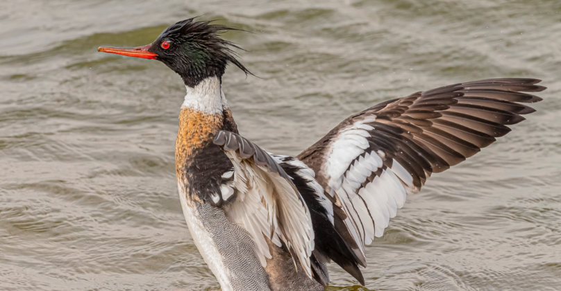The 13 Fastest Flying Animals in the World Ranked | animalplanethq.com