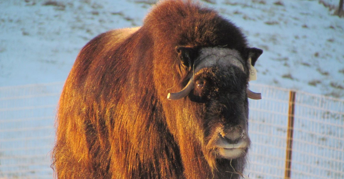 11 Strongest Animals On Earth and Where to Find Them | animalplanethq.com