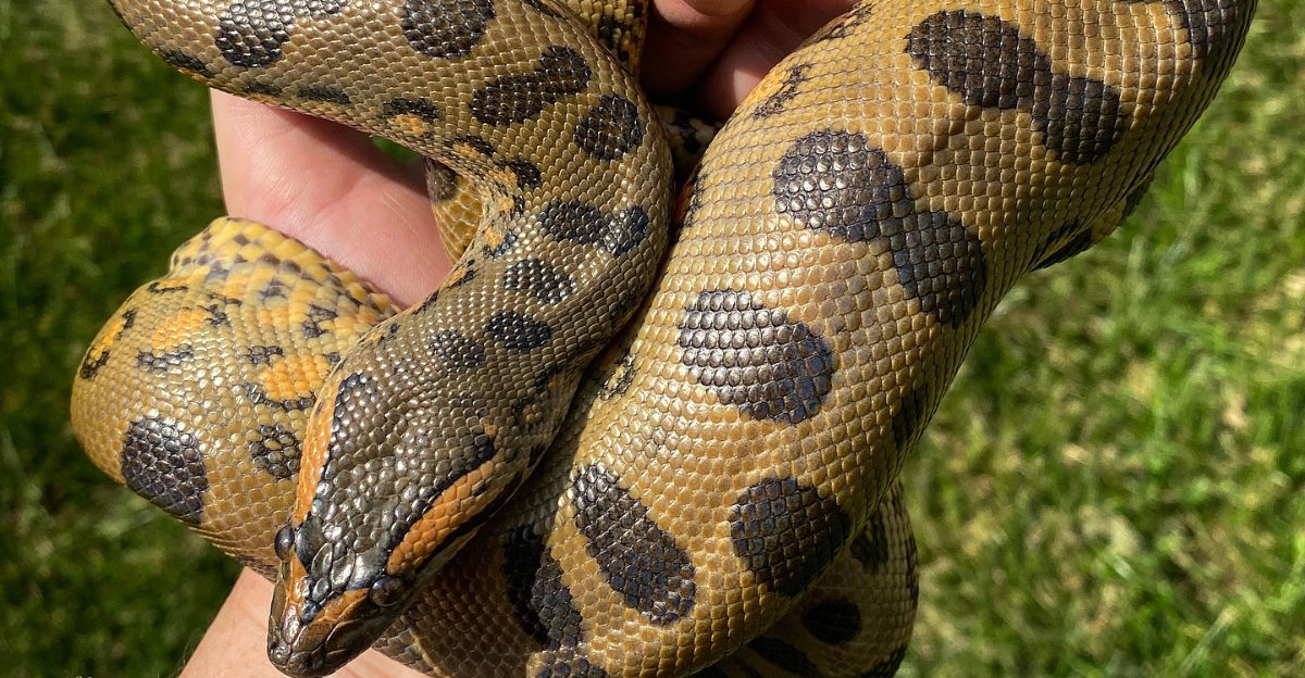 Top 20 Greatest Animal Predators in the World | animalplanethq.com