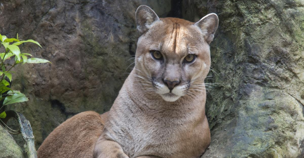 Top 20 Greatest Animal Predators in the World | animalplanethq.com