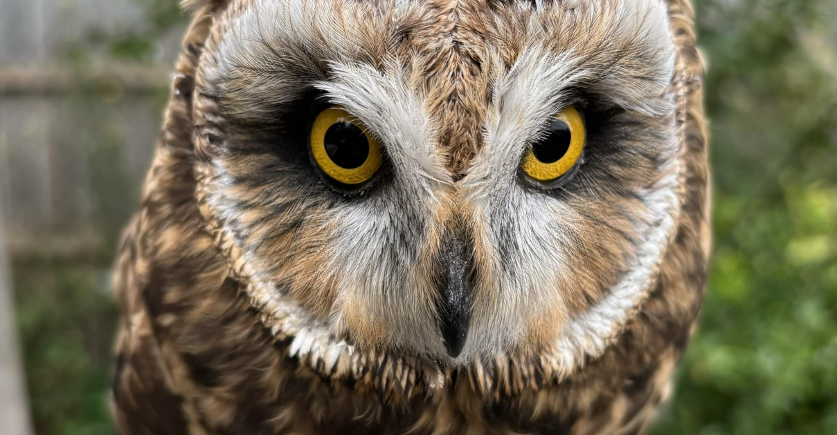 Top 20 Greatest Animal Predators in the World | animalplanethq.com