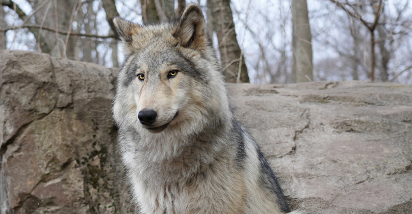 7 Iconic Wolf Species Found in North America | animalplanethq.com