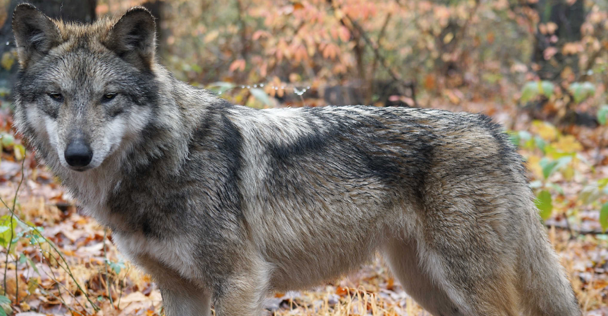 7 Iconic Wolf Species Found in North America | animalplanethq.com