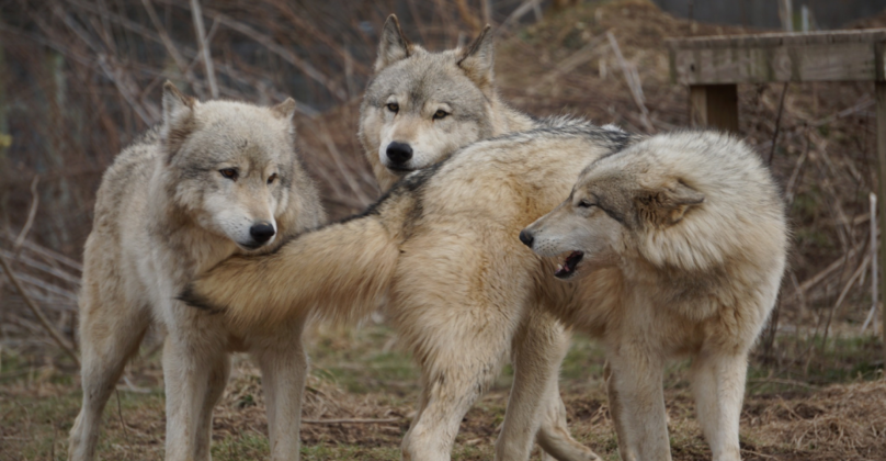 10 Wolf Sanctuaries in the U.S. You Should Visit | animalplanethq.com