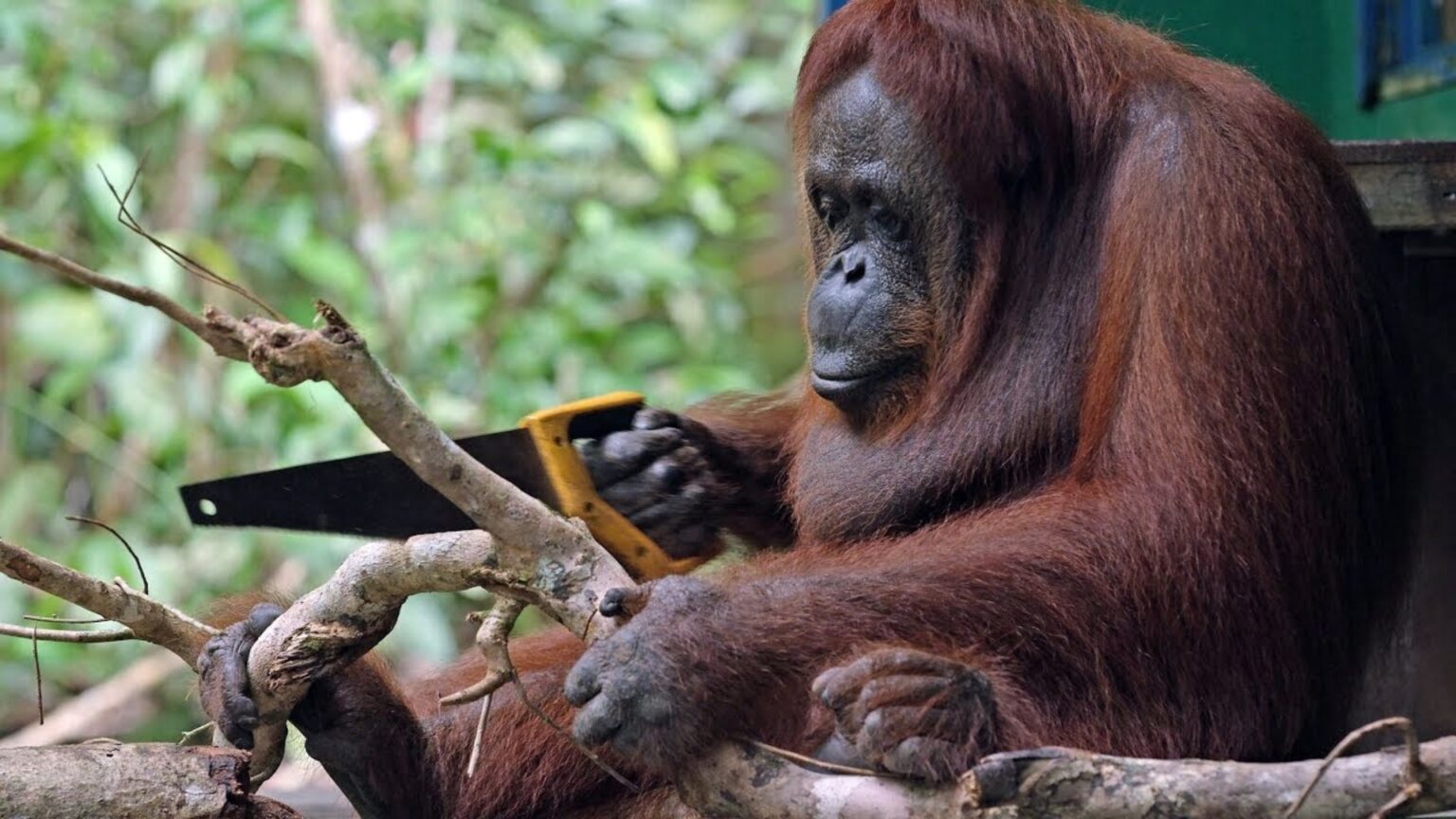 9 Animals That Share the Most DNA With Humans | animalplanethq.com
