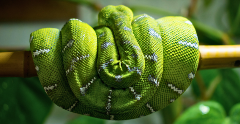12 Most Vibrant Animals That Are Filled with Color | animalplanethq.com